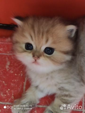 Золотые британские котята