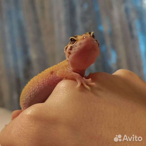 Эублефар самка