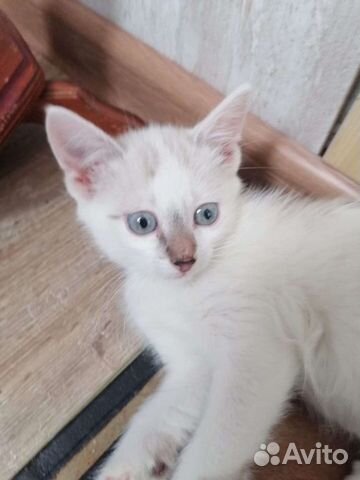 Тайский котенок мальчик в дар