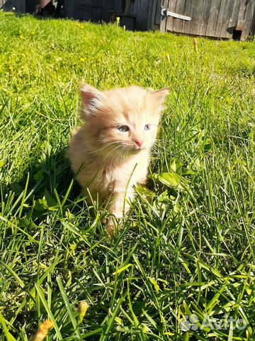 Котенок в добрые руки