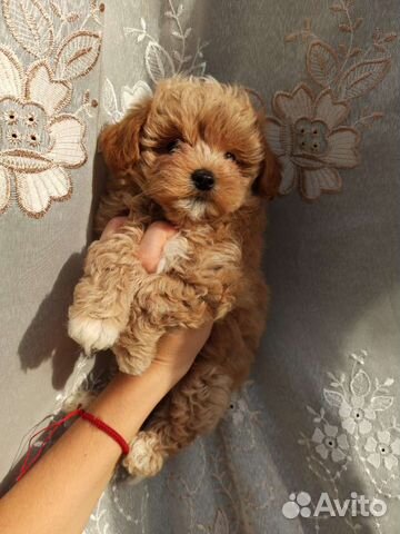 Мальтипу Ф1 девочка и мальчики