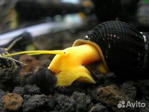 Улитка тиломелания оранжевый кролик