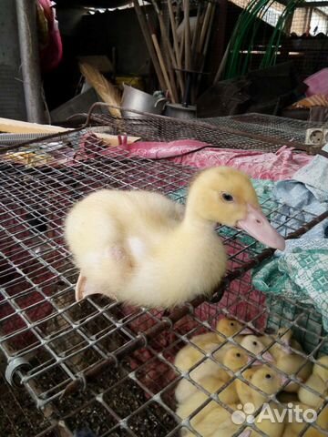 Индоутята подрощенные