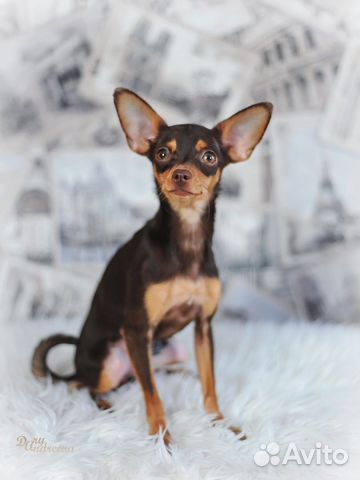 Две изящные тоечки