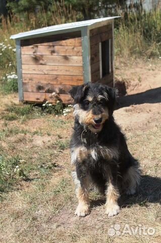 Стерилизованная собака в добрые руки