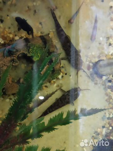 Рыбки в дар 3 сома и 4 брабуса