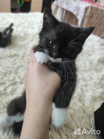 Кошки в добрые руки бесплатно