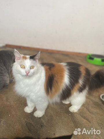 Шикарная кошечка Монро ищет дом