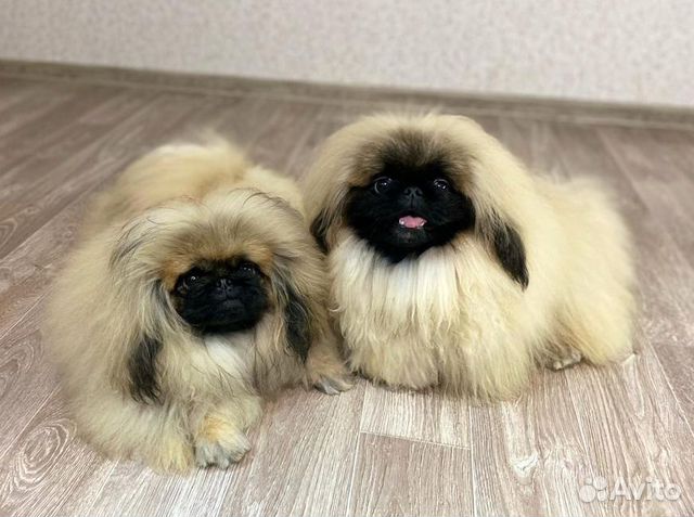 Щенки пекинеса