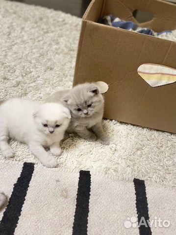 Продам шотландских котят