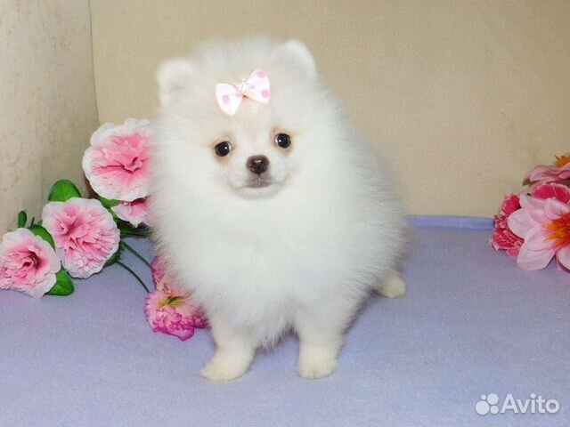 Миниатюрная девочка помшпица