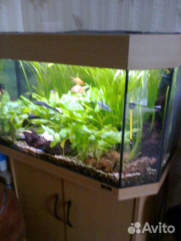 Аквариум с тумбой juwel