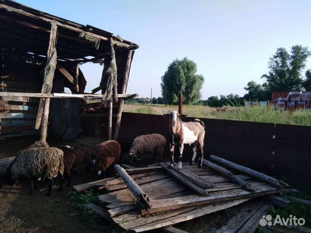 Домашние животные