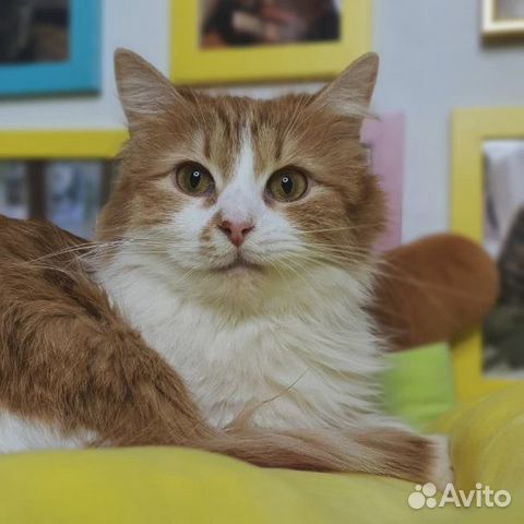 Рыжая кошка Фокси в добрые руки