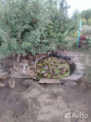 Дикая утка кряква