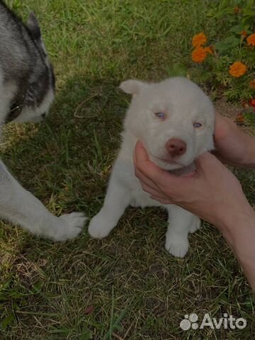 Щенки Сибирской Хаски