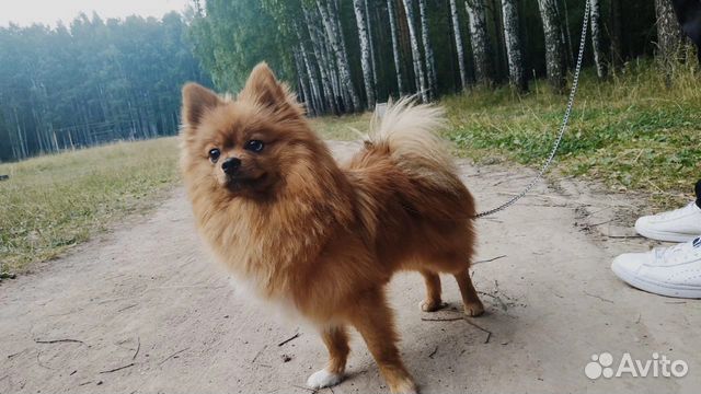 Шпиц без документов 3 года