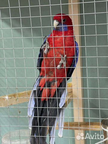 Попугай Розелла Пенанта