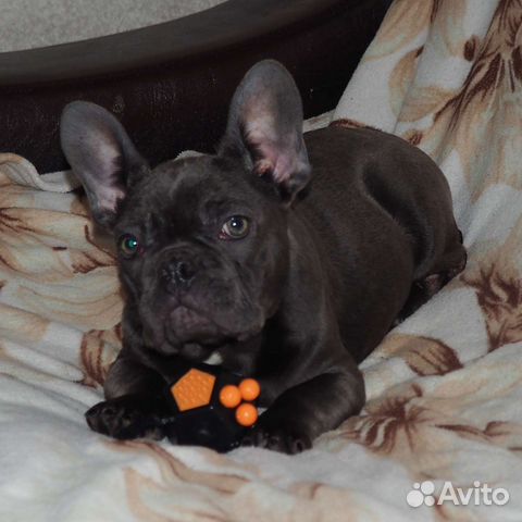Французский бульдог