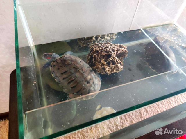 Черепаха с аквариумом