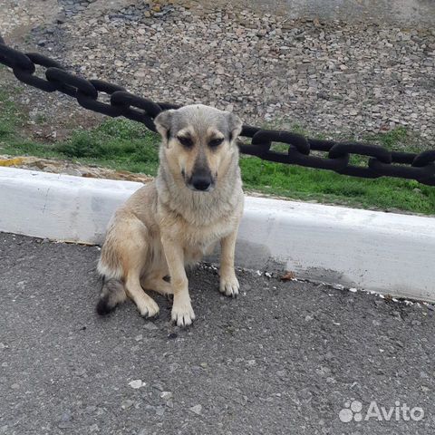 Собаки бесплатно в добрые руки