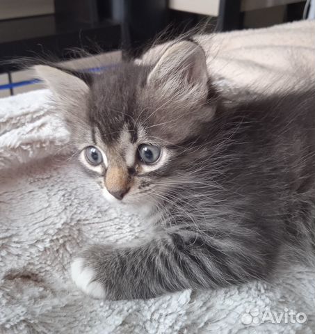 Отдам котенка в добрые руки