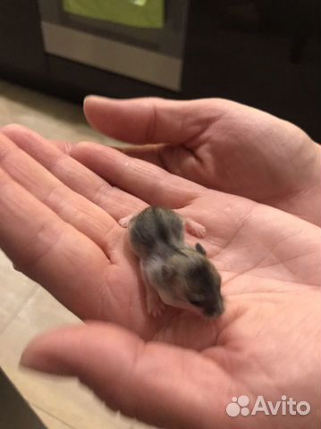 Джунгарский хомяк