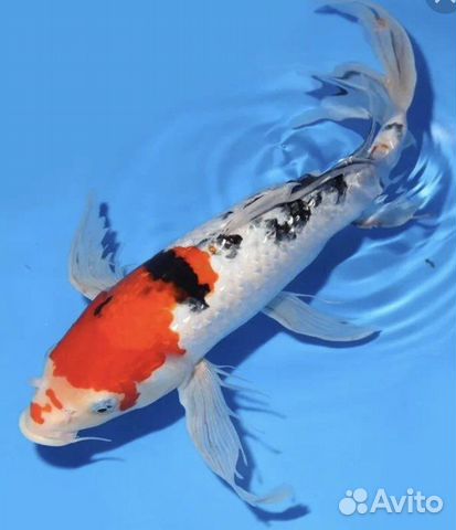 Рыба для пруда