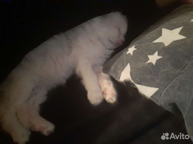 Белая британская кошка