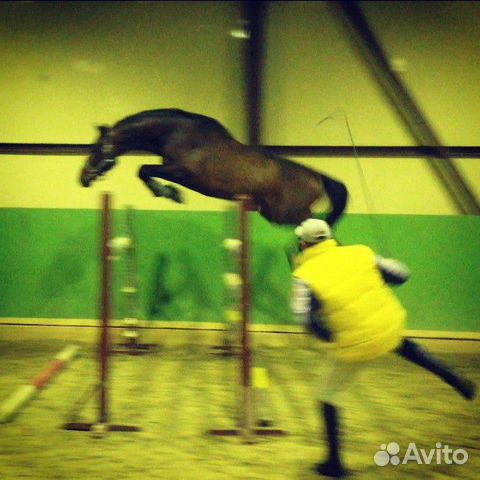 Мерин 2010 г. р