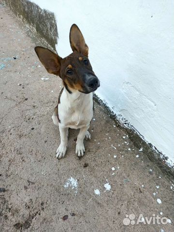 Лучшая собака в мире срочноищет дом