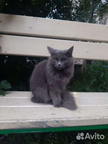 Котик Красавец в Добрые руки