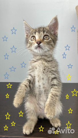 Полосатые котятки