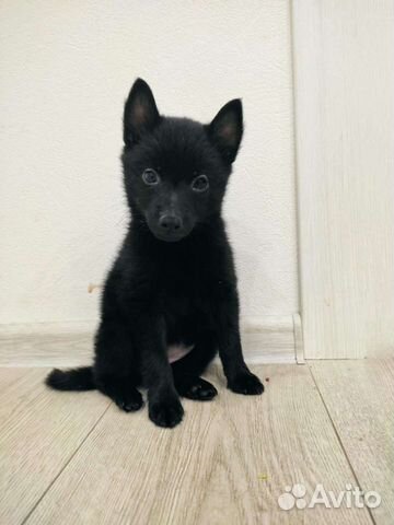 Щенки шипперке