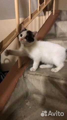 Котенок настоящий "герой в маске"