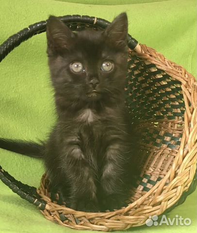 Трогательная котенок Багира 2 месяца в дар