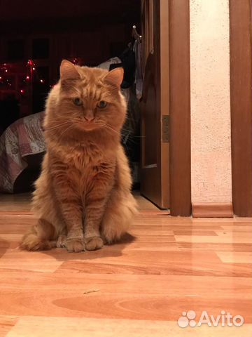 Рыжее чудо по имени Батон ищет дом