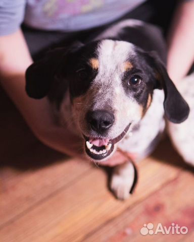 Честер ищет дом. Компактный парень для семьи)