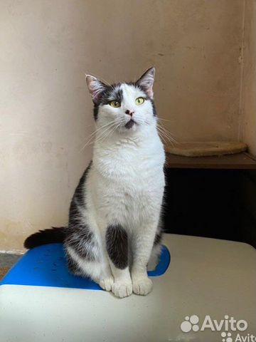 Кошка Марыся ищет дом