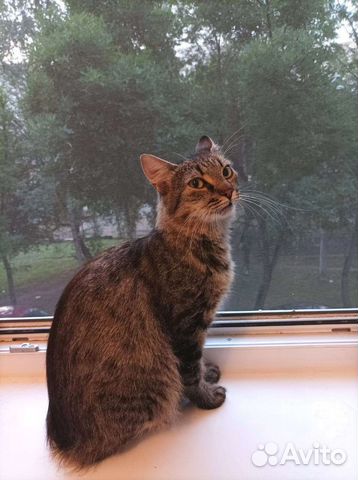 Шикарная, кошка грустит на окошке