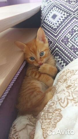 Котята в добрые руки бесплатно