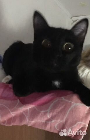 Отдам чёрного котика