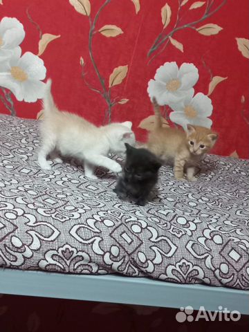 Котята в добрые руки бесплатно