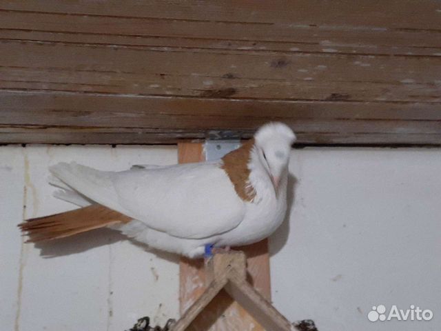 Продажа бакинских и турецких голубей