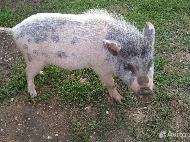 Вьетнамский вислобрюхий хряк