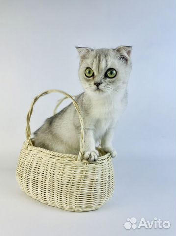 Шотландская