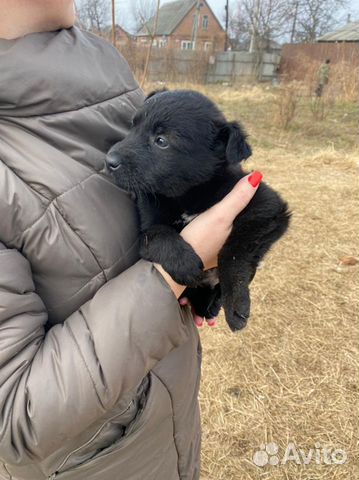 Собака в добрые руки отдам бесплатно пять звоночко