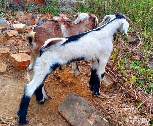 Козлята полу нубийские