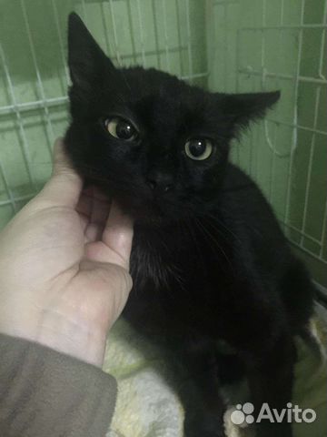 Очень ласковый котенок сидит в клетке