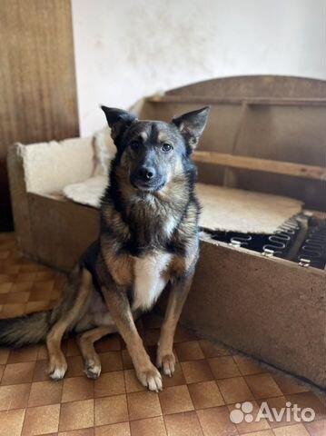 Миниатюрный Вегас в добрые руки